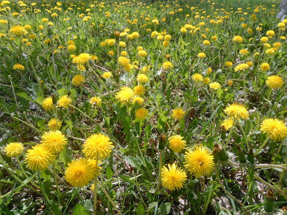 #CTS#- позднее лето🇺🇸 — Cadillac CTS (2G), 3,6 л, 2008 года | шины | DRIVE2