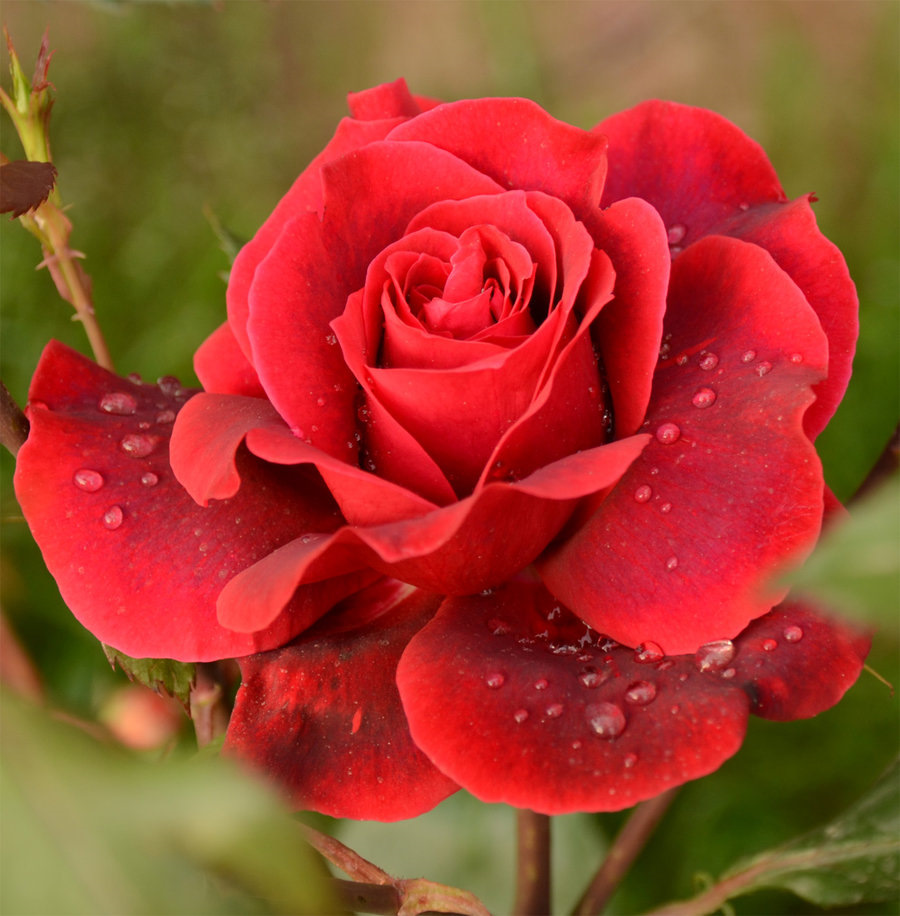 Пост легкой наивности, дурости, тупости в час ночи — DRIVE2